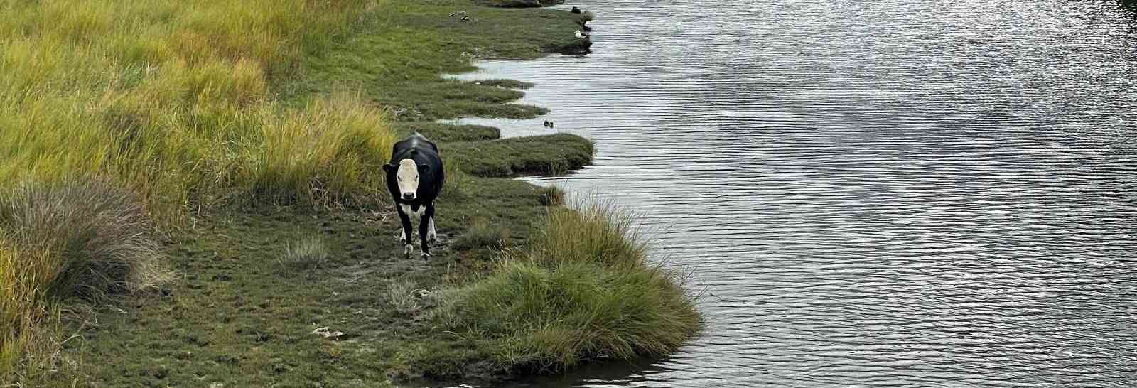 Stock exclusion regulations | Gisborne District Council